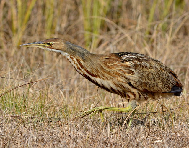 American Bittern