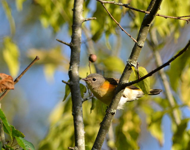 American Redstart