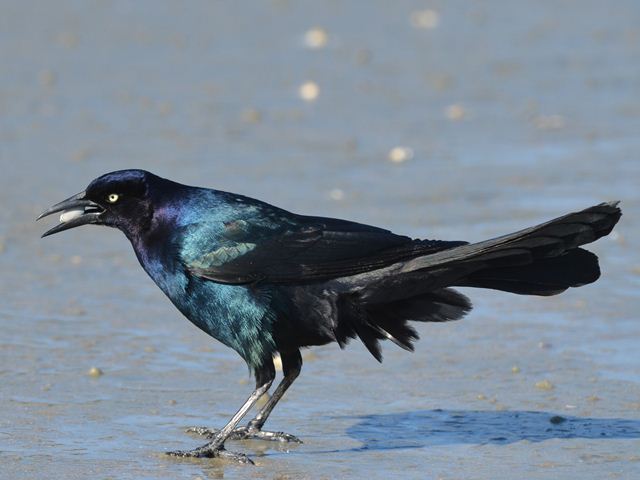 Boat-tailed Grackles