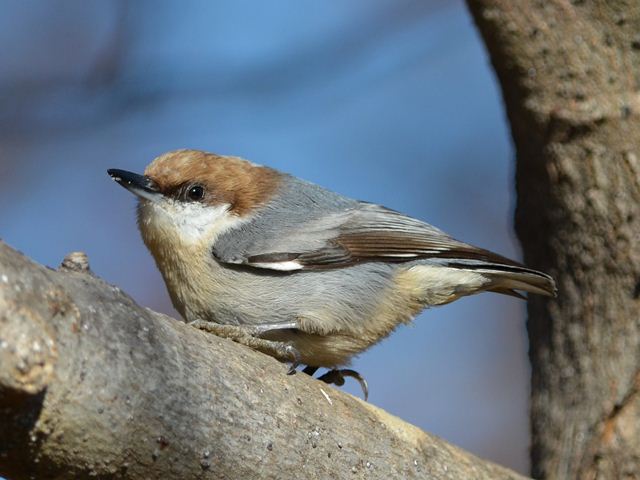 Brown-headed Nuthatch
