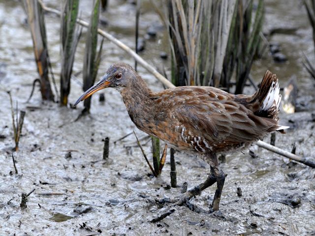 Clapper Rail
