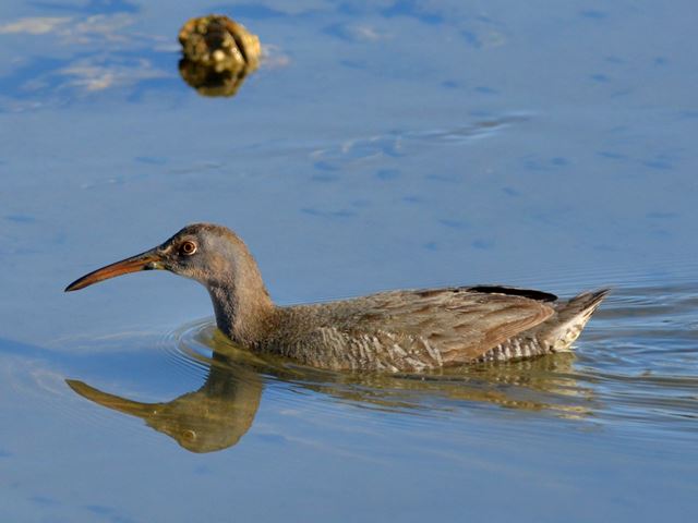 Clapper Rail