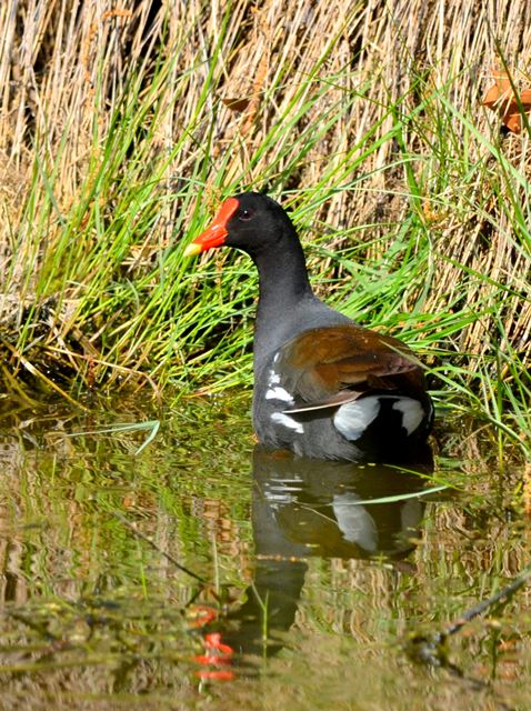 Common Gallinule