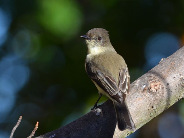 Eastern Phoebes