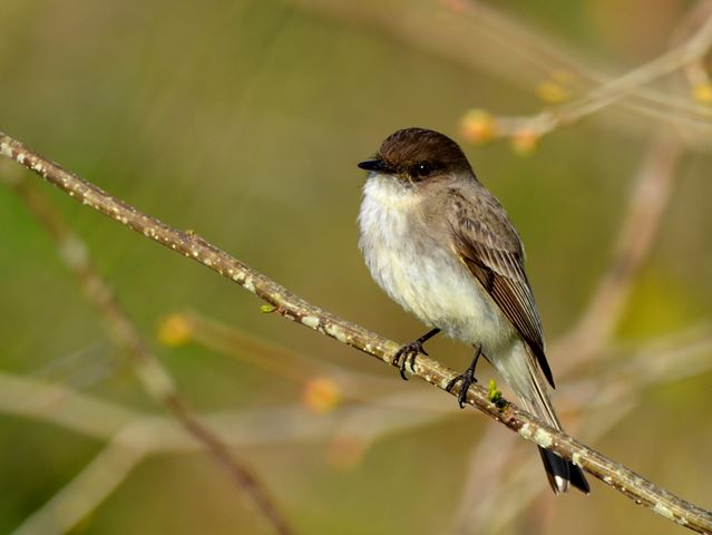 Eastern Phoebe