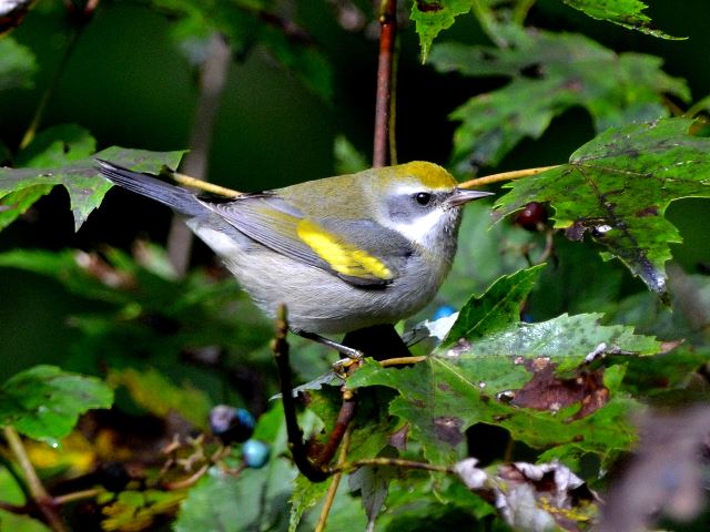 Golden-winged Warbler