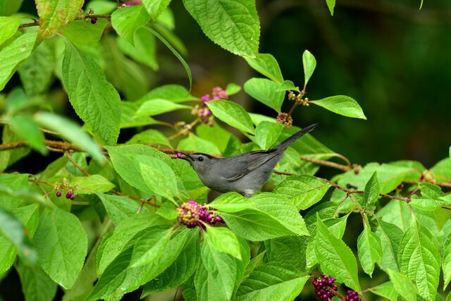 Gray Catbird