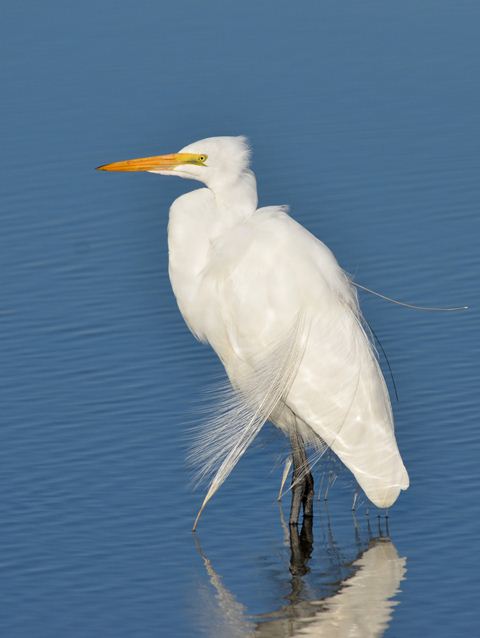 Great Egret