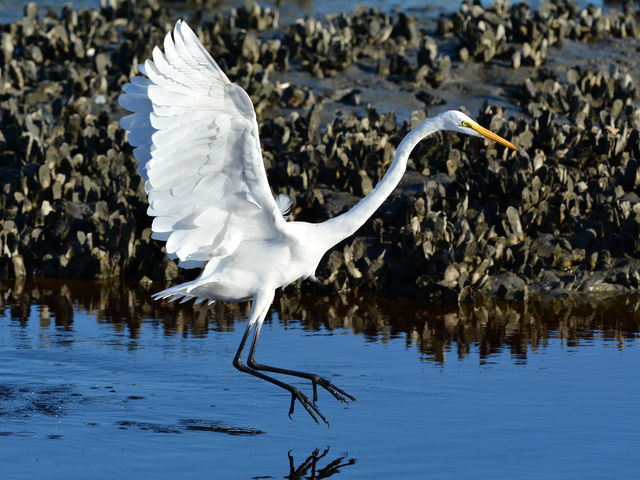 Great Egret