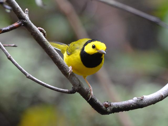 Hooded Warbler
