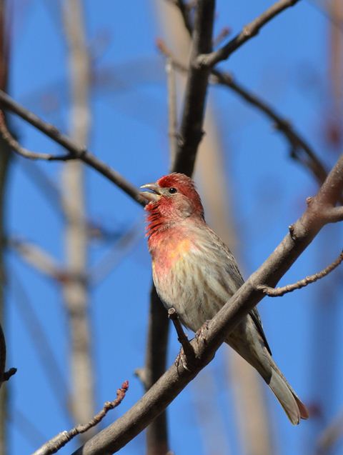 House Finch