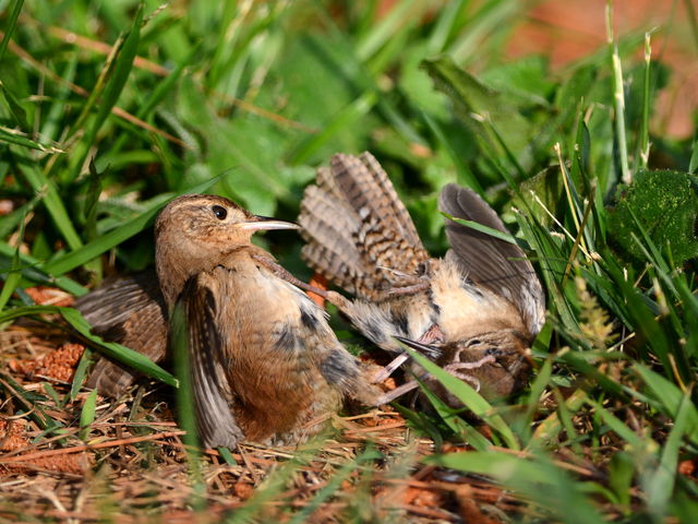 Northern House Wren