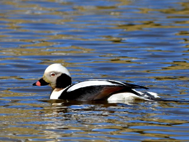 Long-tailed Duck