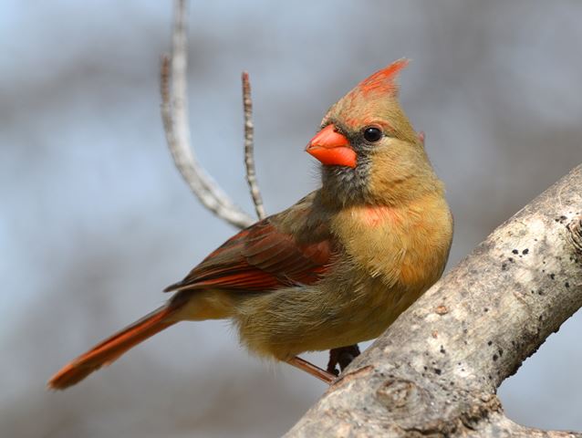 Northern Cardinal