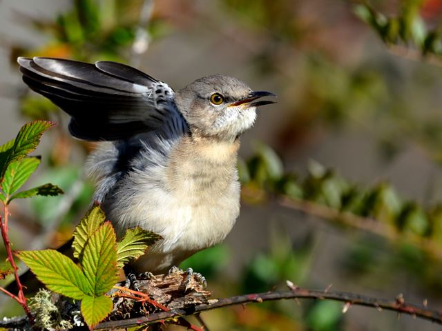 Northern Mockingbird