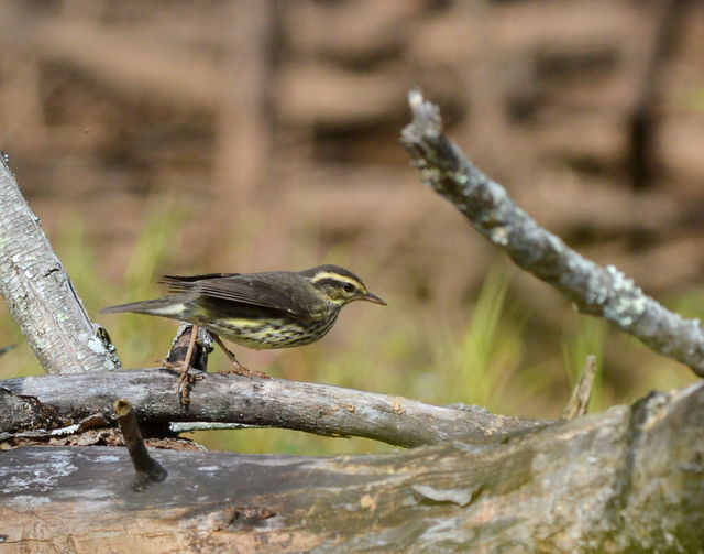 Northern Waterthrush