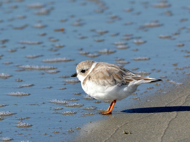Piping Plover