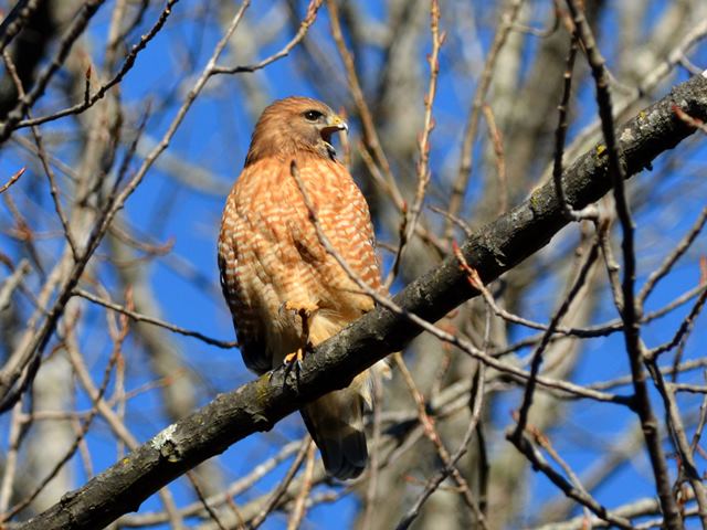 Red-shouldered Hawk