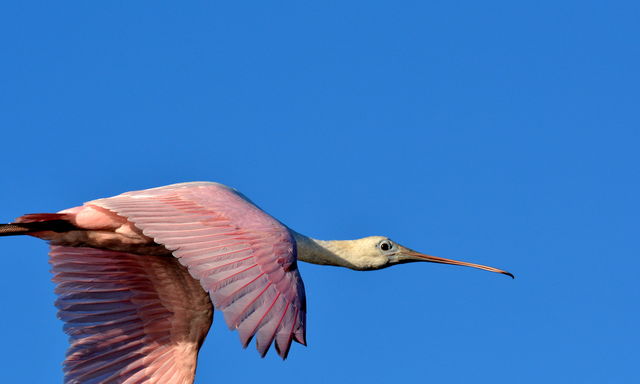 Roseate Spoonbill