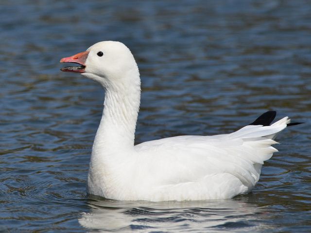 Ross's Goose