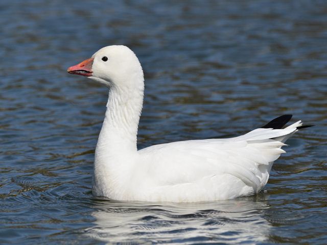 Ross's Goose