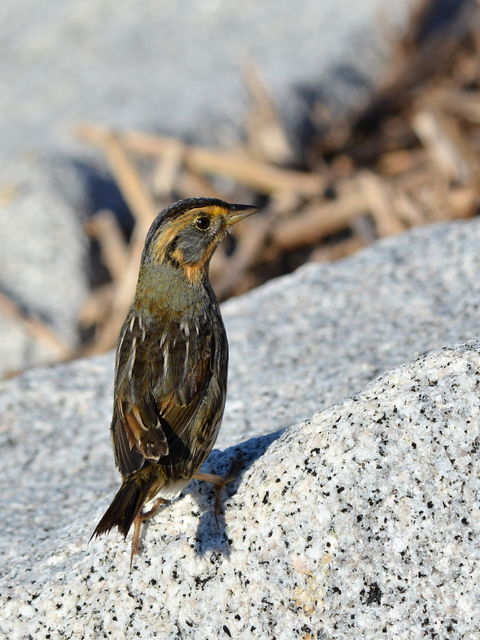 Saltmarsh Sparrow