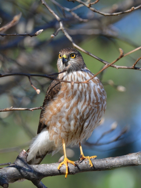 Sharp-shinned Hawk