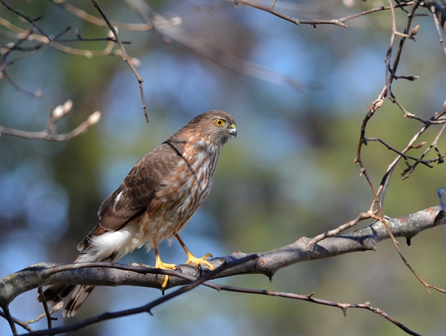 Sharp-shinned Hawk