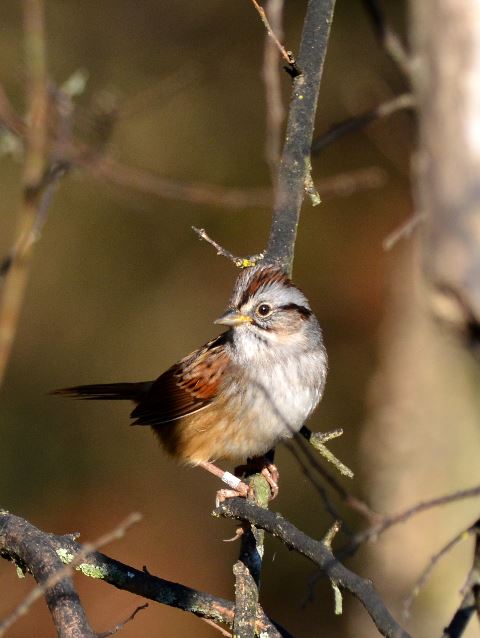 Swamp Sparrow