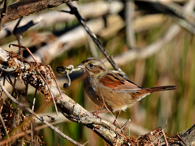 Swamp Sparrow