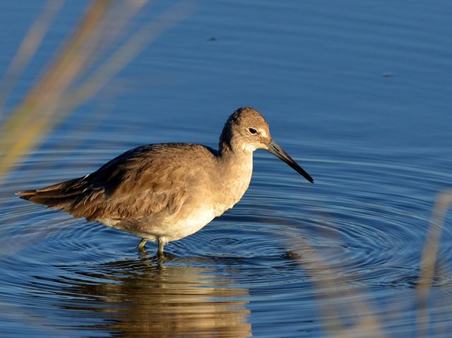 Willet