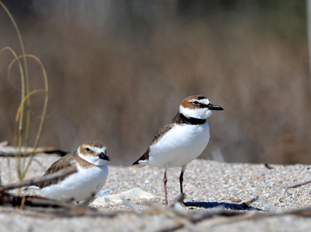 Wilson's Plovers