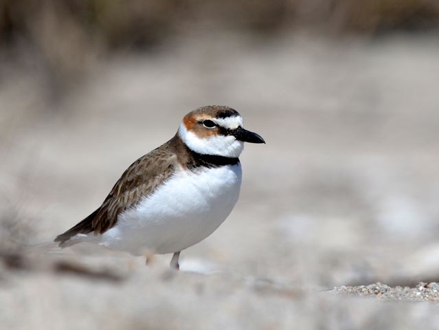 Wilson's Plovers