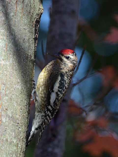 Yellow-bellied Sapsucker
