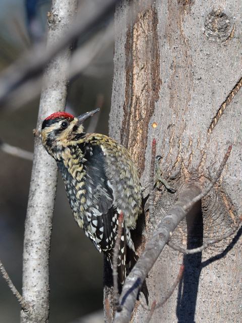 Yellow-bellied Sapsucker