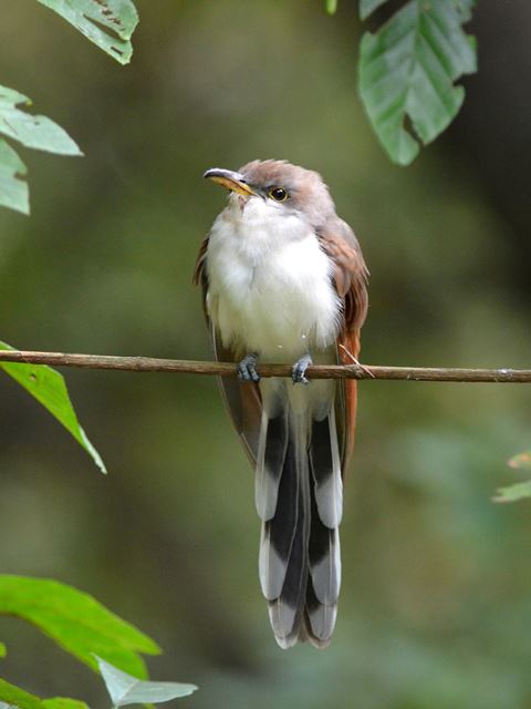 Yellow billed cuckoo - Alchetron, The Free Social Encyclopedia