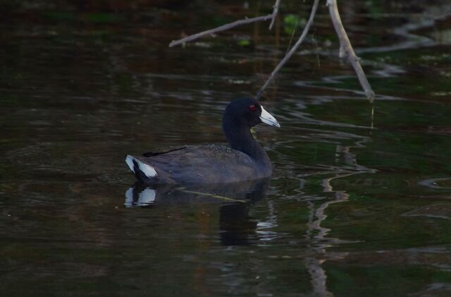 American Coot