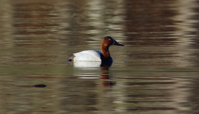 Canvasback