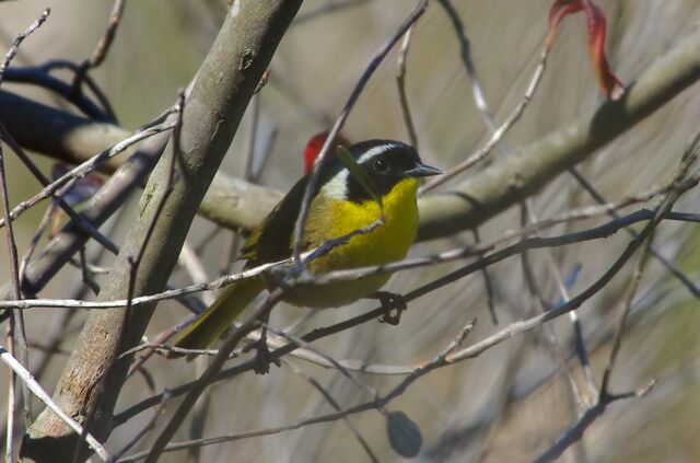 Common Yellowthroat