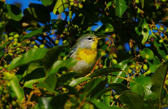 Northern Parula