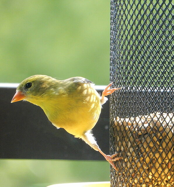 American Goldfinch