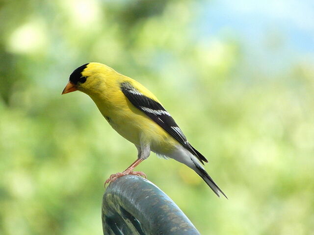 American Goldfinch