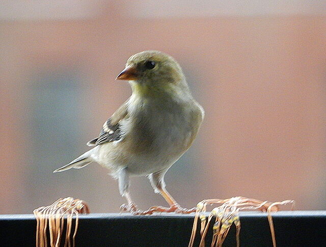 American Goldfinch