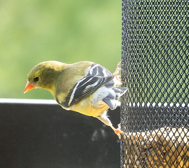 American Goldfinch