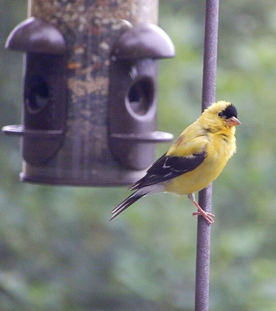 American Goldfinch