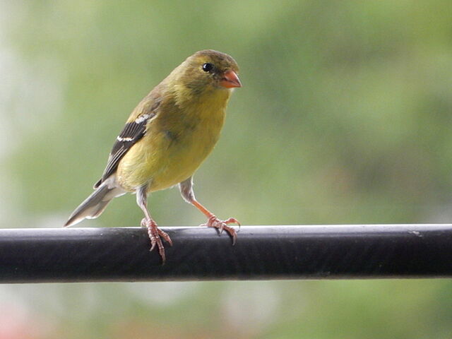 American Goldfinch