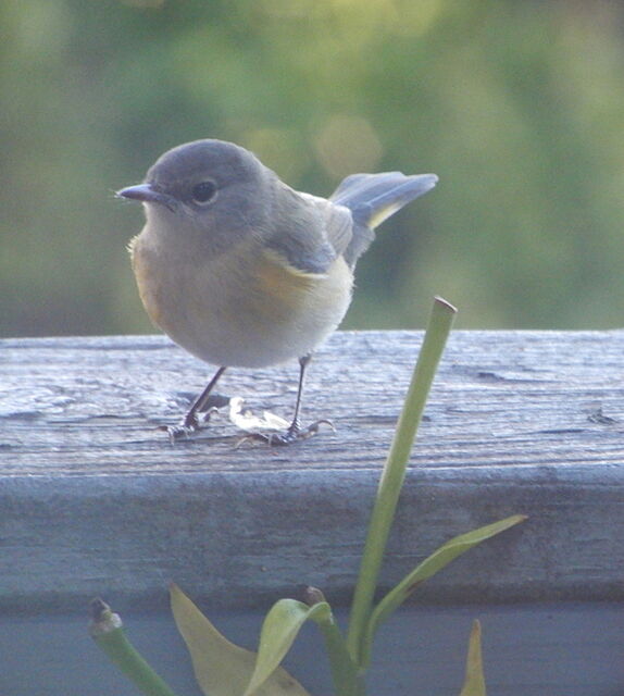 American Redstart