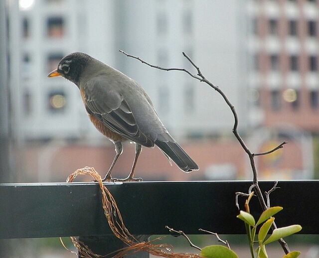 American Robin
