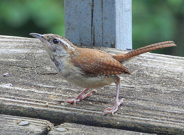 Carolina Wren
