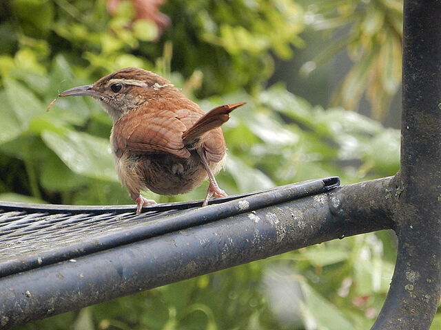 Carolina Wren
